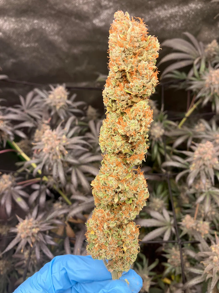 AUTO SOUR DIESEL | CityLine Hydro